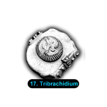 No.017 Tribrachidium – OUMCRAFT