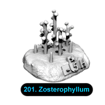 [4-50] Zosterophyllum – OUMCRAFT